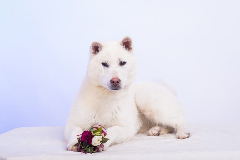 Authentic Japanese dog breeds